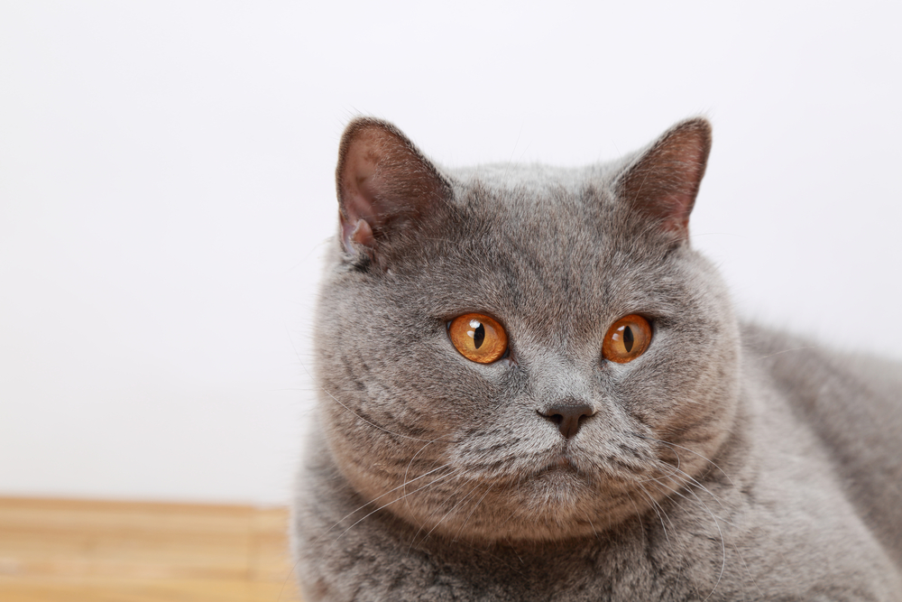 CAT BREEDS - PetFusion.pk